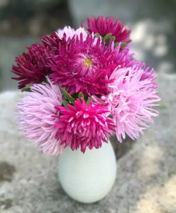 Aro Aster princes Seed Price in India - Buy Aro Aster princes Seed ...