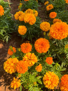 Carrozzeria Ghia marigold/gende ka phool flower seeds Seed Price in ...