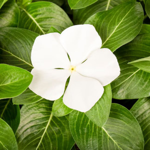 CORUS Vinca Flower Plant Seed Price in India - Buy CORUS Vinca Flower ...
