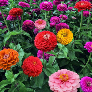 UGRA Zinnia Mix Seed Price in India - Buy UGRA Zinnia Mix Seed online ...