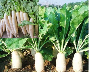 KANAYA White Radish (Mooli Ke Beej} Seed Price in India - Buy KANAYA ...