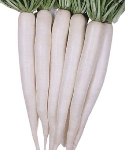 GROWN Radish Chetki Long Variety Mooli Hybrid Seed For Planting ...