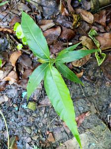SANGEETS COLLECTION Cedrus deodara, Deodar cedar, Himalayan cedar ...
