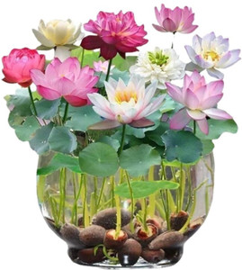 Vida Verde Lotus Seeds, Dwarf variant, Night Grooming Lotus Seed Price ...