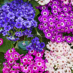 Aywal Cineraria Mixed Hybrid Seeds For Home Garden Seed Price in India ...