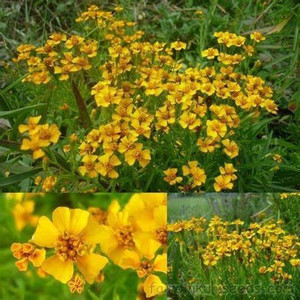 VibeX ® RXI-223 Sweet Licorice Marigold Seeds Seed Price in India - Buy ...