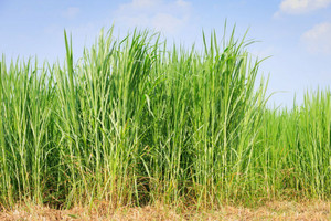 Pbevergreen Grass seeds for goat farming, Best grass seeds for goat ...