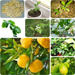 seedx Imported Hybrid Lemon, Citrus limon Seeds, neemboo Seed Price in ...