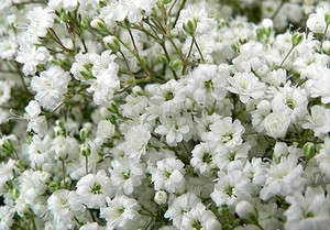 CYBEXIS Gypsophila Gypsy Flower Seeds Seed Price in India - Buy CYBEXIS ...
