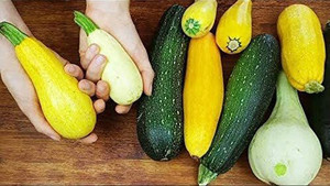 VibeX ® XLR-324 Zucchini Courgette Squash Summer Mix Seed Price in ...