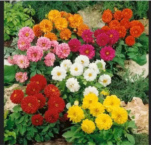 MAA Dhalia Seed Price in India - Buy MAA Dhalia Seed online at Flipkart.com