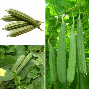 CYBEXIS LXI-90 - Ridge Gourd | Chinese Okra | Turia Non-GMO - (900 ...