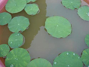 VibeX ® VLR-260 Bowl Lotus/Water Lily Purple Color Seed Price in India ...