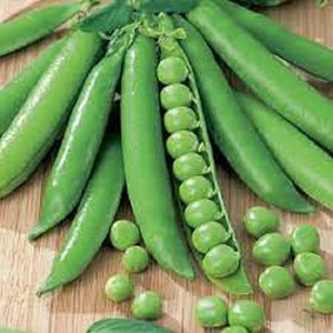 Aywal Hybrid Pea Matar Green Matar Beej Pea Seed Price in India - Buy ...