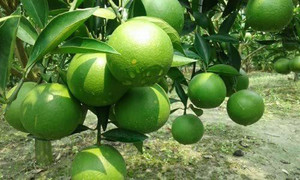 JRYU Mosambi/Mausambi/Sweet Lemon Fruit Seed Price in India - Buy JRYU ...
