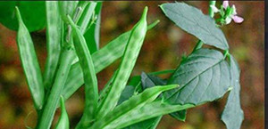 KANAYA Cluster Beans ,Guar Phali, Seed Price in India - Buy KANAYA ...