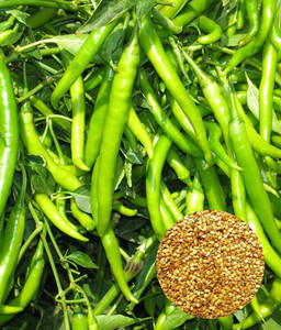 Qausain Arka Harita Chilly (50 Seeds) Seed Price in India - Buy Qausain ...