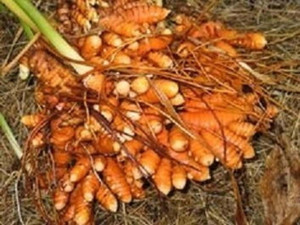 AMAJIT Haldi Seeds,Kachi Haldi,Wild Turmeric,Kasturi Manjal,Curcuma ...