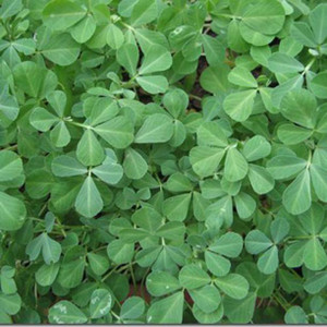 MAA Fenugreek, Methi Seed Price in India - Buy MAA Fenugreek, Methi ...