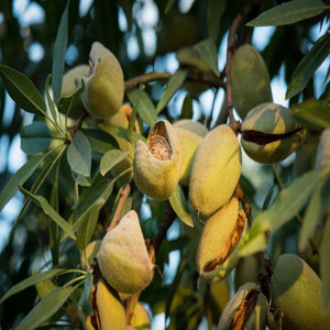 VibeX ® VXI-17 Almond/Badam Tree Seeds Seed Price in India - Buy VibeX ...