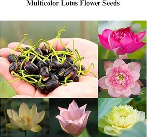 BloomNest Exotic Lotus Flower Seeds - Perfect for Ponds, Water Gardens ...