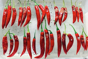 greenfarm XZSI- Organic Chilli seeds / Mirchi Seeds , 500 X Seeds per ...