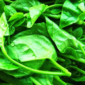 MYLAWN Palak/Spinach Vegetables Seed Price in India - Buy MYLAWN Palak ...