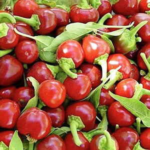 WILLVINE MEH -IX Red cherry chilli round[25gm, 5000 Seeds] Seed Price ...