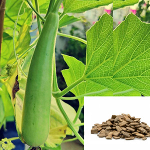 SeeGreen Bottle Gourd Seeds, Calabash Hybird Seed, Organic Loki Seed ...