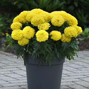 VERTISE African Hybrid Marigold (Genda) Seeds Yellow Seed Price in ...