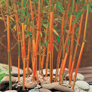 BDSresolve Red bamboo tree seeds for plant PACK OF 107 Seed Price in ...