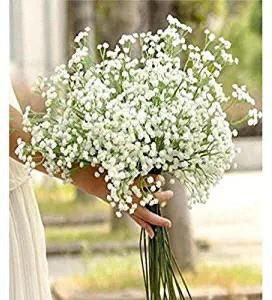 Aro Gypsophila Seed Price in India - Buy Aro Gypsophila Seed online at ...