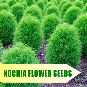 komstec Kochia Flower Seed - Your Gateway to Stunning Greenery Seed ...