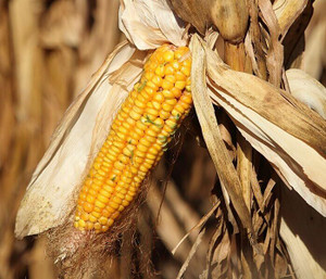 ASPEN Corn Seeds | Makka Solam Seed Price in India - Buy ASPEN Corn ...