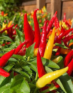 greenfarm XZSI- Organic Chilli seeds / Mirchi Seeds , 250 X Seeds per ...