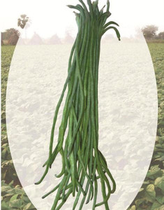KANAYA Indian Vegetable Beans Singra Hybrid Seed Price in India - Buy ...
