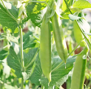 Avysa Green Matar Peas Seed Price in India - Buy Avysa Green Matar Peas ...
