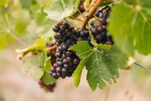 Chalisa Grapes Fruit, Black Grapes Seed Price in India - Buy Chalisa ...