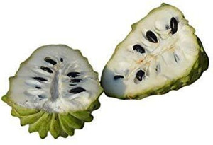 ASPEN Lakshman Phal Live Plant | Soursop | Mull Seetha Healthy Live ...