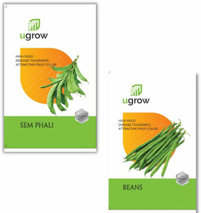 agri max gardens f1 hybrid gawar phali green beans seeds, For Home ...