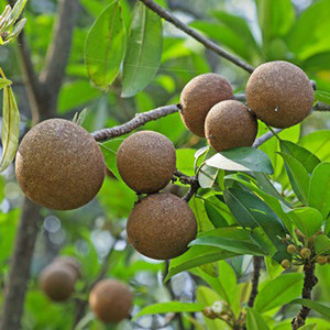 naturehils Chalisa Chikoo, Sapota, Sapodilla, Naseberry Seed Seed Price ...