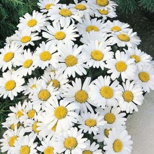 CYBEXIS Rare Daisy Flower" Snow Lady" Exotic Ornamental Daisy Flower ...
