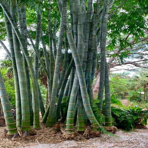 SHOP 360 GARDEN Dendrocalamus giganteus, Dragon bamboo, Giant bamboo ...