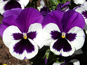 BDSresolve Penji flower seeds PACK OF 54 Seed Price in India - Buy ...