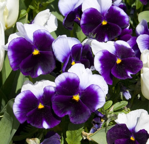 KNUZ Pansy Blotched "Lord" Viola Seed Price in India - Buy KNUZ Pansy ...