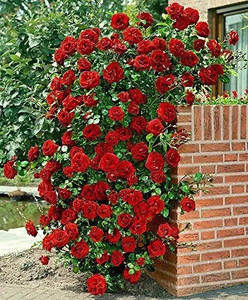 Chalisa Rose, Flower seeds Seed Price in India - Buy Chalisa Rose ...