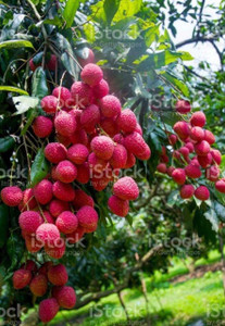 PLANTZON litchi,lichi,lichyee Seed Price in India - Buy PLANTZON litchi ...