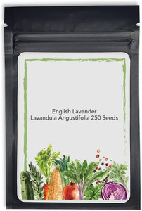 VibeX ® VXI-340 Old Fashioned English Lavender Vera Seed Price in India ...