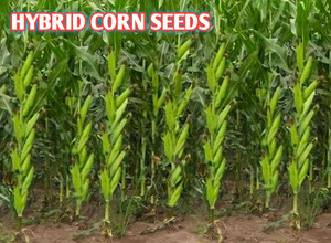 HYBRID 250g makka/corn /maize seeds highest yield long bhutta Seed ...