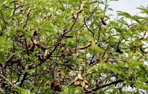 KANAYA Meethi Imli ( Tamarind) Seed Price in India - Buy KANAYA Meethi ...